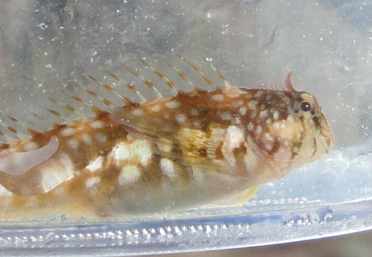 What Fish Have I Found? – Cornish Rock Pools