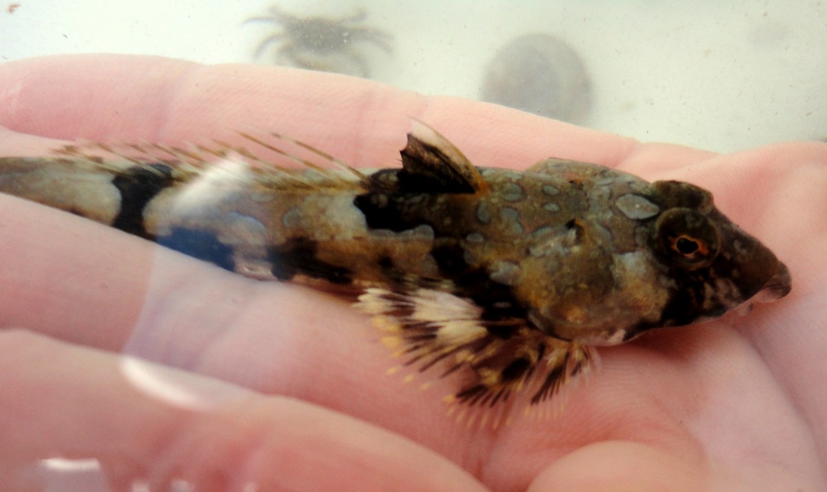 The Thrill of Rock Pooling | Cornish Rock Pools