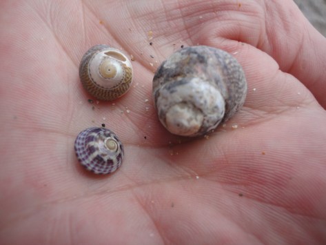 Seashell Collecting | Cornish Rock Pools