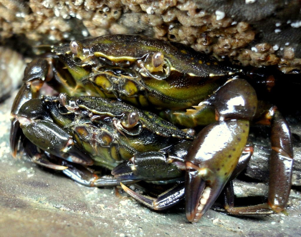 What crab species have I found? – Cornish Rock Pools