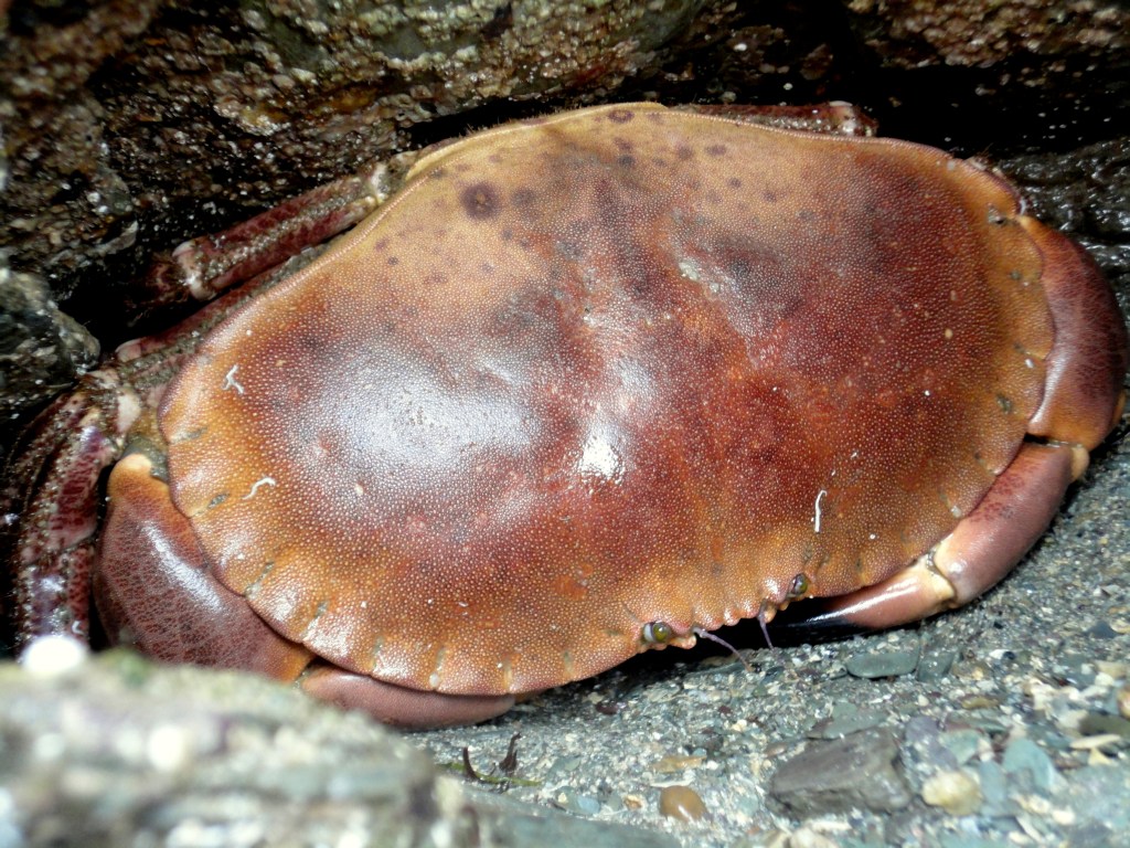 What crab species have I found? – Cornish Rock Pools