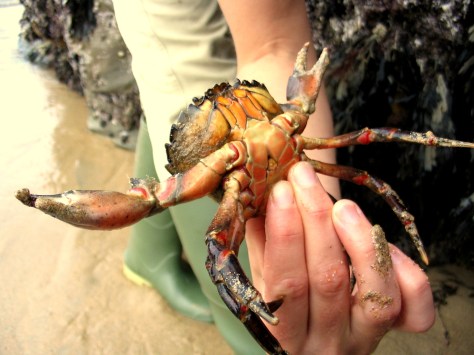 Seashell Collecting | Cornish Rock Pools