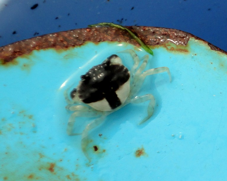 What crab species have I found? – Cornish Rock Pools