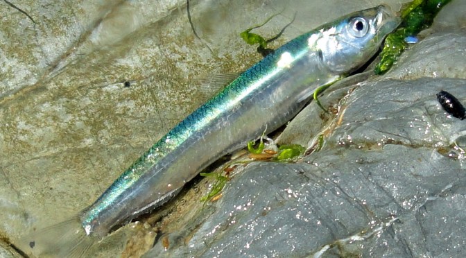 Boiling Seas and Shipwrecked Sailors | Cornish Rock Pools