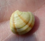 Seashell Collecting – Cornish Rock Pools