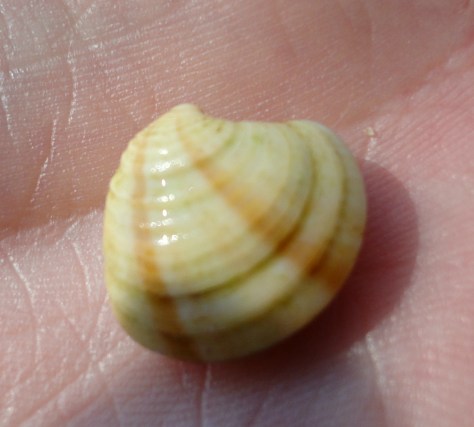 Seashell Collecting | Cornish Rock Pools