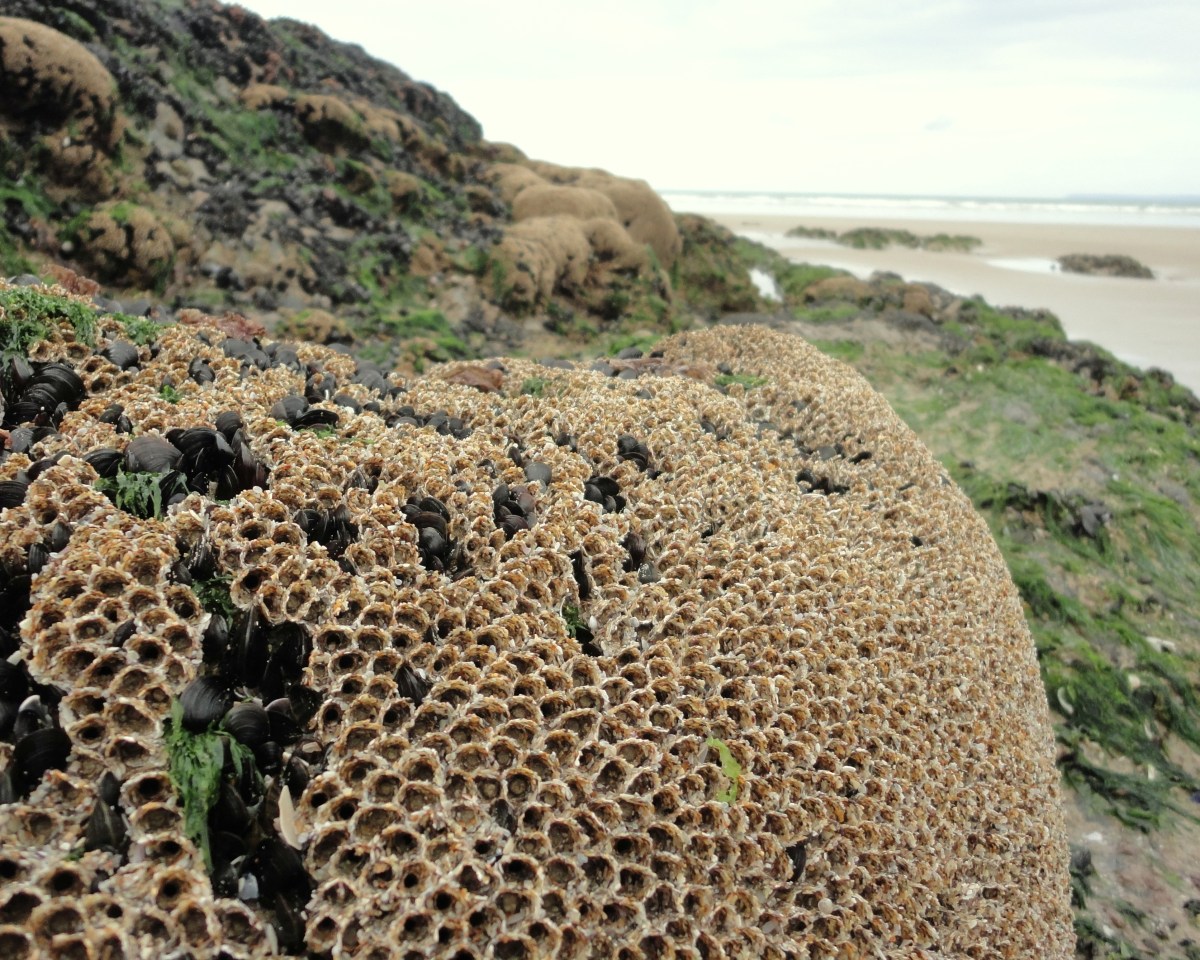 Cornish Rock Pools visits Brittany – Honeycomb Worm Reef | Cornish Rock ...