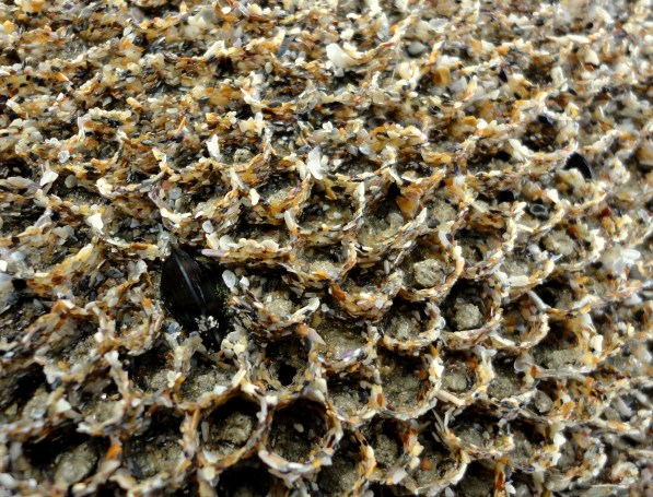 Cornish Rock Pools visits Brittany – Honeycomb Worm Reef – Cornish Rock ...
