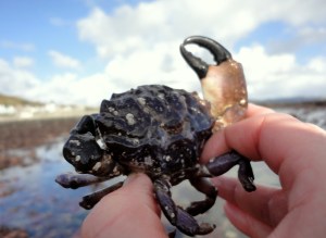 What crab species have I found? – Cornish Rock Pools