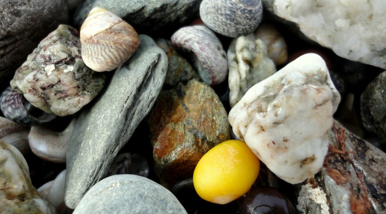 Seashell Collecting | Cornish Rock Pools