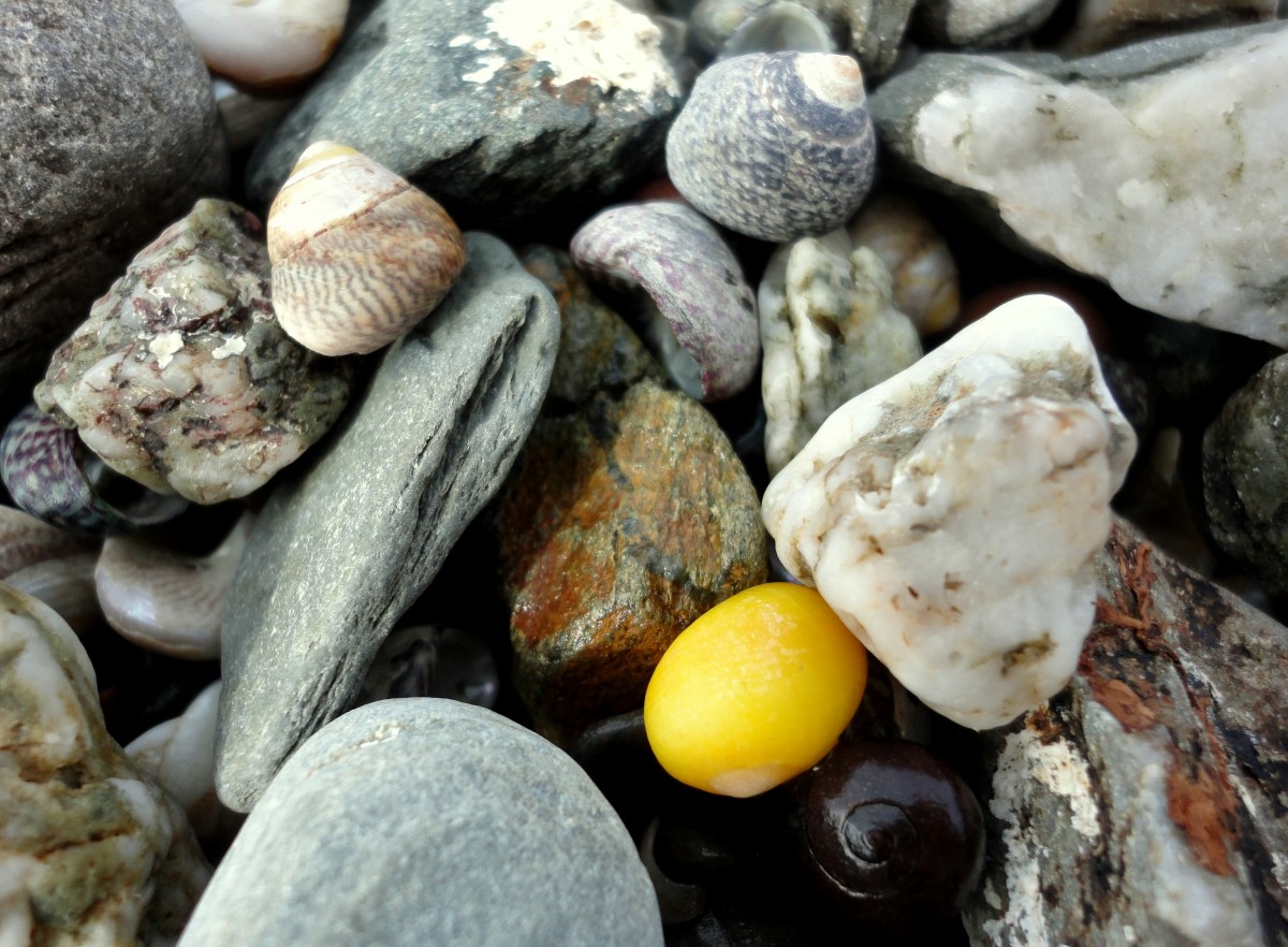 Seashell Collecting | Cornish Rock Pools
