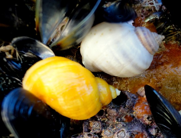 Seashell Collecting – Cornish Rock Pools