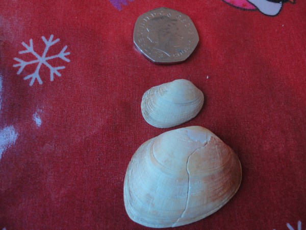 Seashell Collecting – Cornish Rock Pools
