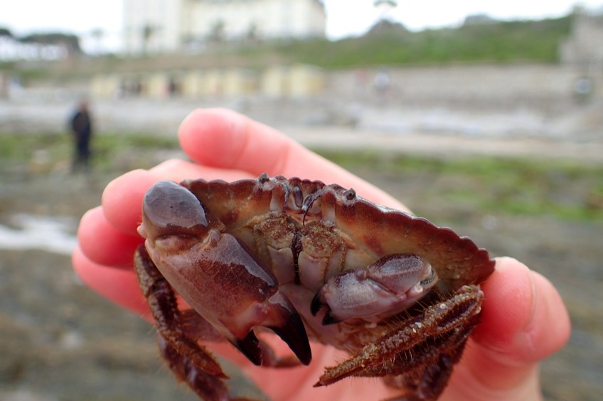 Castle Beach, Falmouth – Cornish Rock Pools