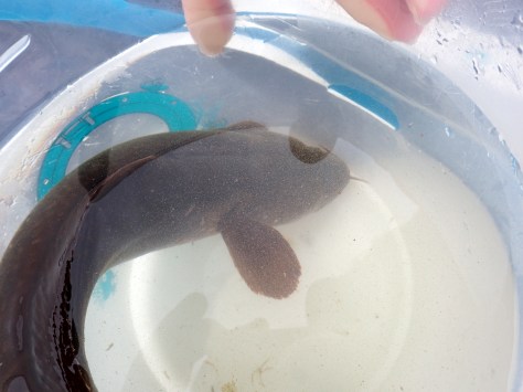 A guided rockpooling tour | Cornish Rock Pools