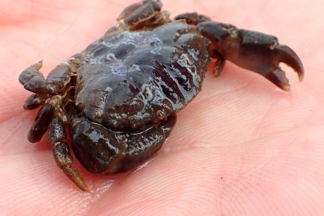 A guided rockpooling tour | Cornish Rock Pools