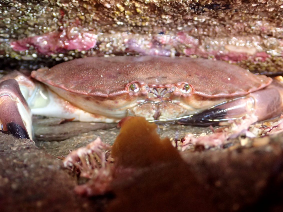 How to Pick up a Crab – Top 5 Tips – Cornish Rock Pools