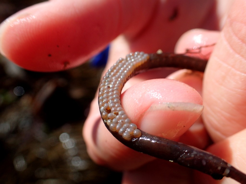 Egg hunting in the Cornish Rock Pools – Cornish Rock Pools