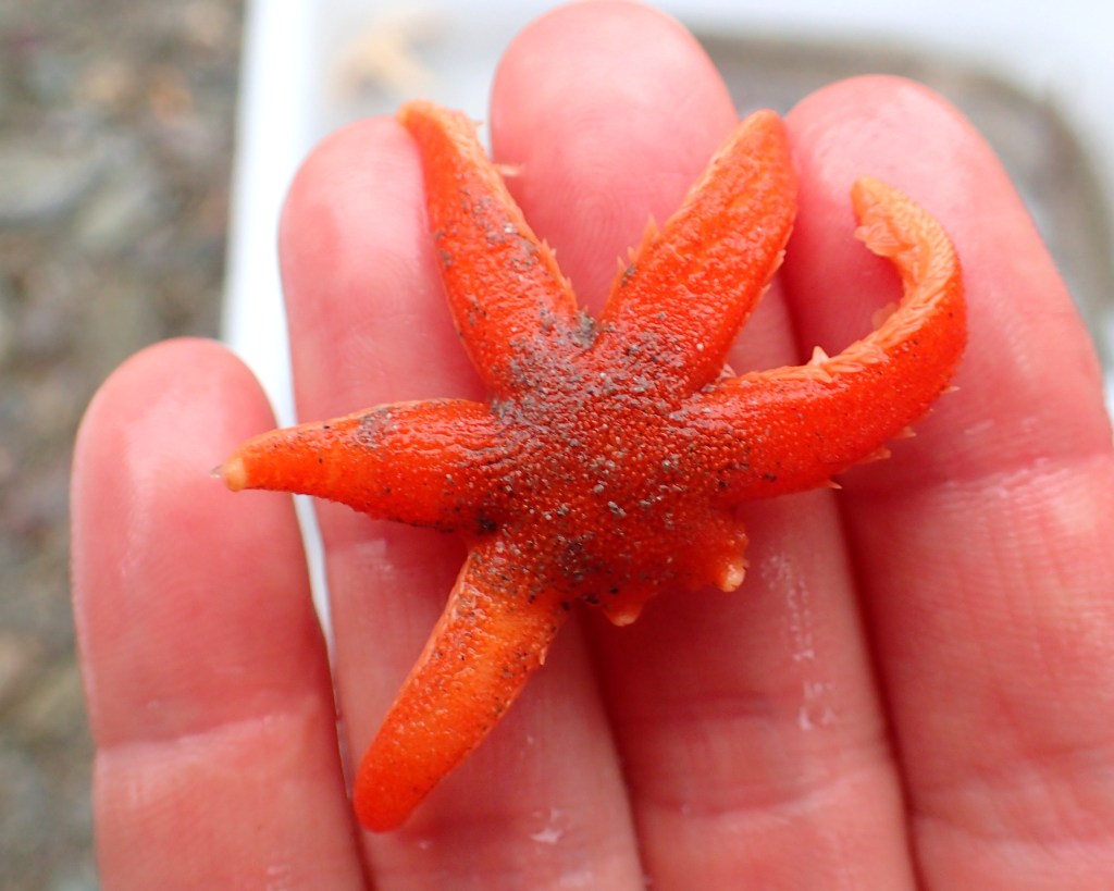 What Starfish Have I Found? – Cornish Rock Pools