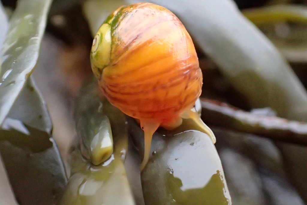 Flat Periwinkles – Cornish Rock Pools