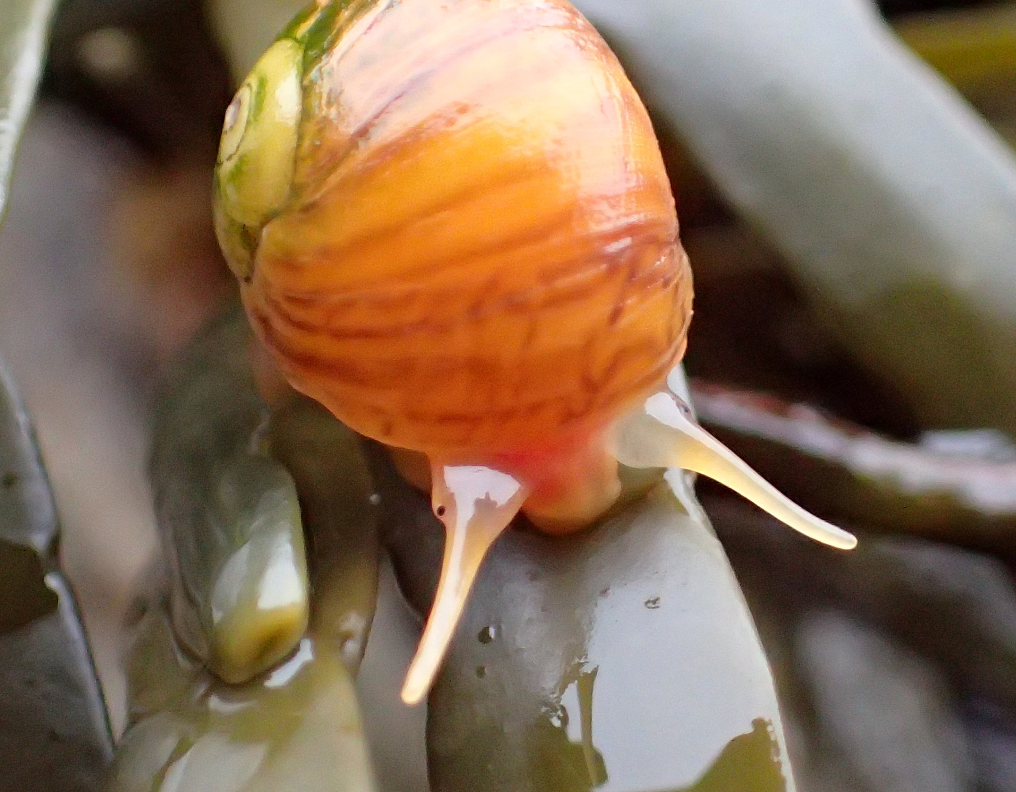 Flat Periwinkles – Cornish Rock Pools