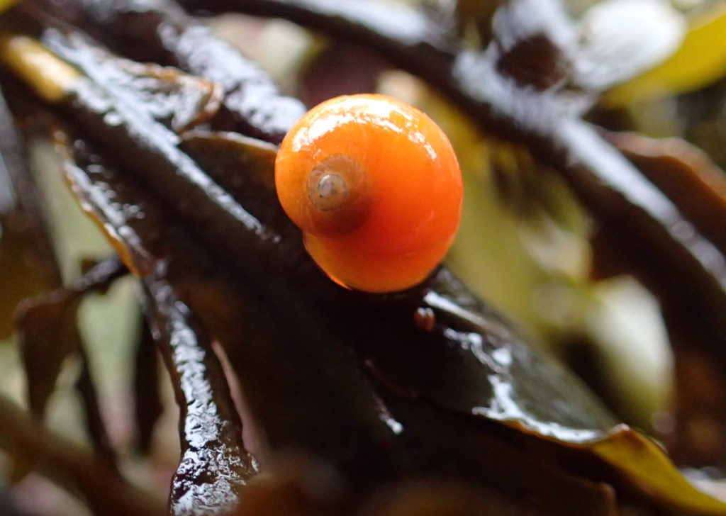 Colourful and Endearing – Video: Meet the Flat Periwinkle – Cornish ...