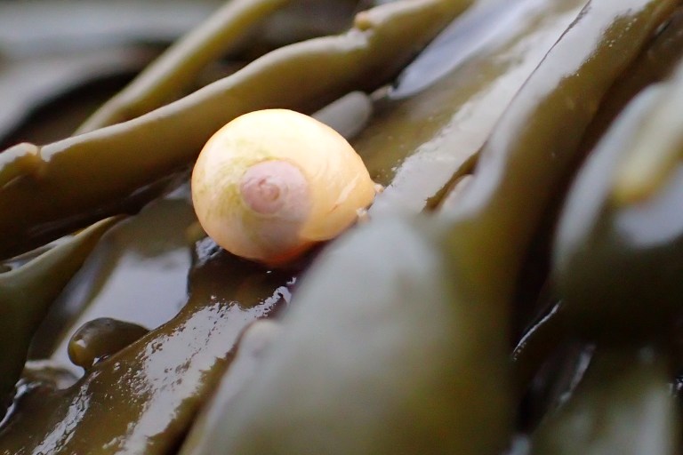 Flat Periwinkles – Cornish Rock Pools