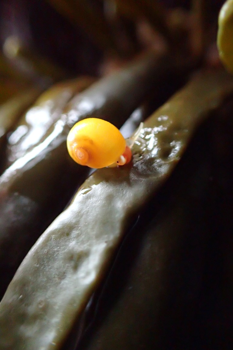 Colourful and Endearing – Video: Meet the Flat Periwinkle – Cornish ...