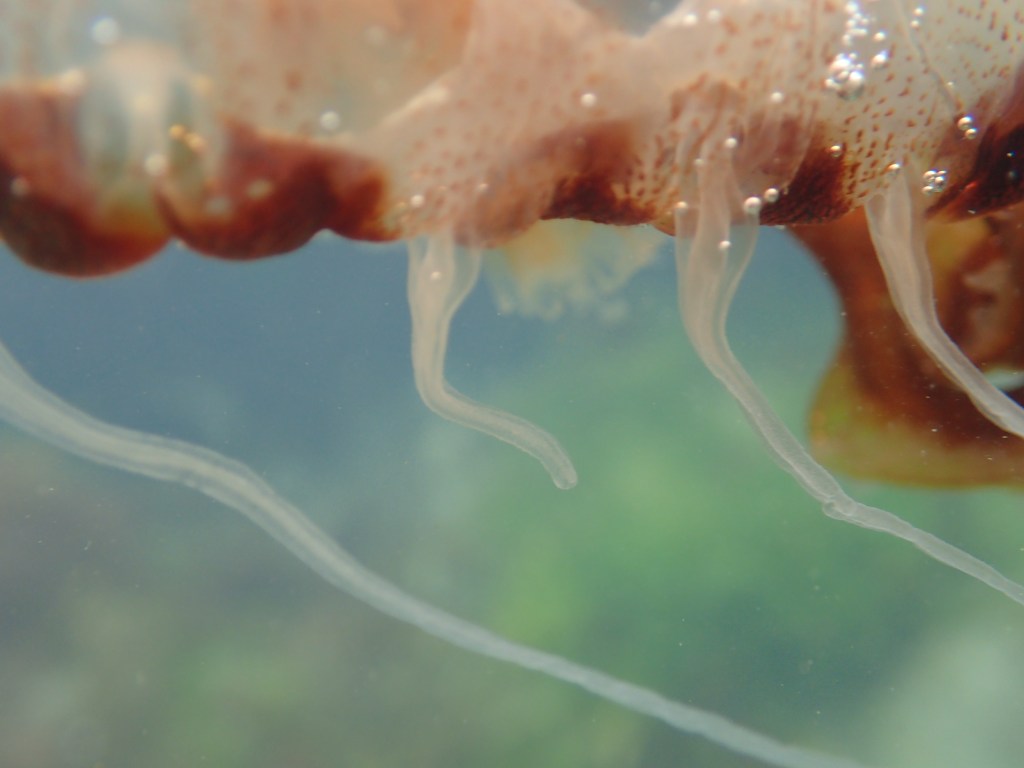 Top 5 Fierce(ish) Rockpool Creatures – Cornish Rock Pools