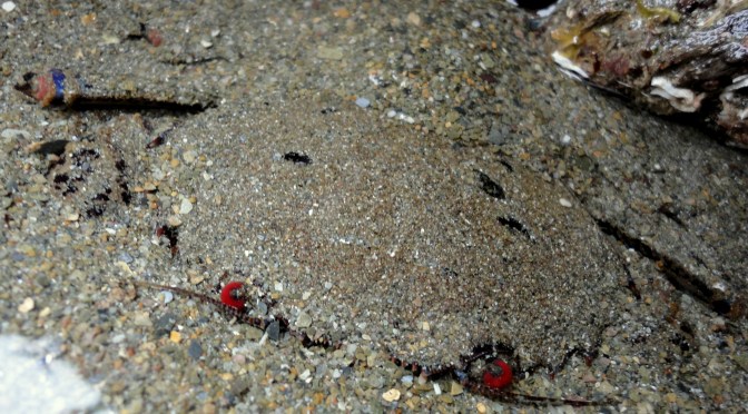 Top 5 Fierce(ish) Rockpool Creatures | Cornish Rock Pools