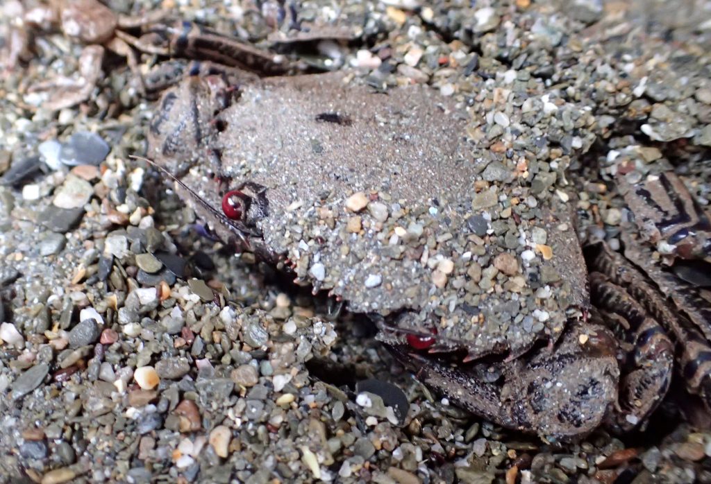 What crab species have I found? – Cornish Rock Pools