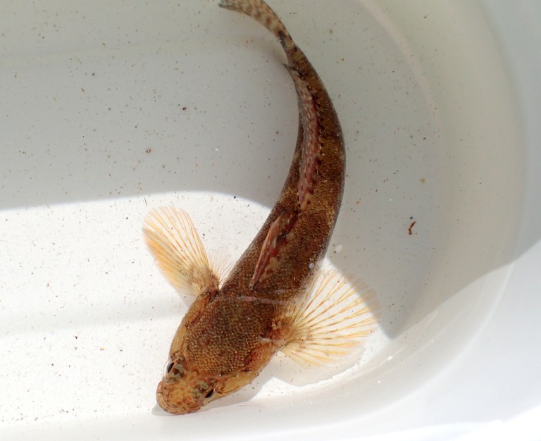 What Fish Have I Found? – Cornish Rock Pools