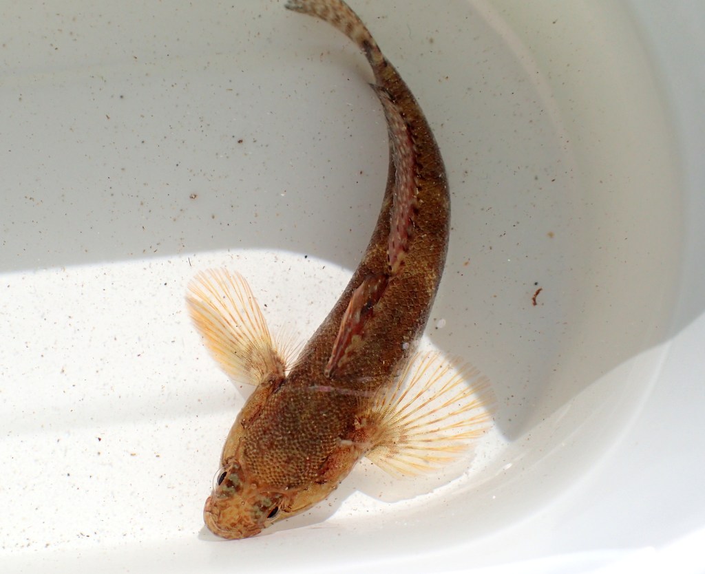 What Fish Have I Found? – Cornish Rock Pools