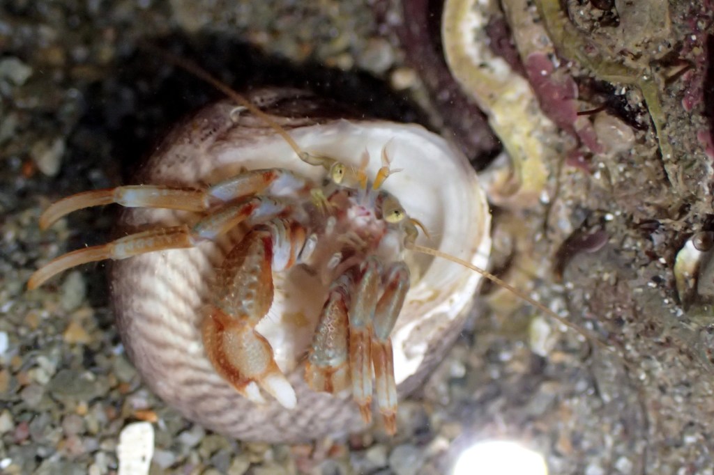 What crab species have I found? – Cornish Rock Pools