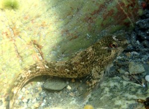 What Fish Have I Found? – Cornish Rock Pools
