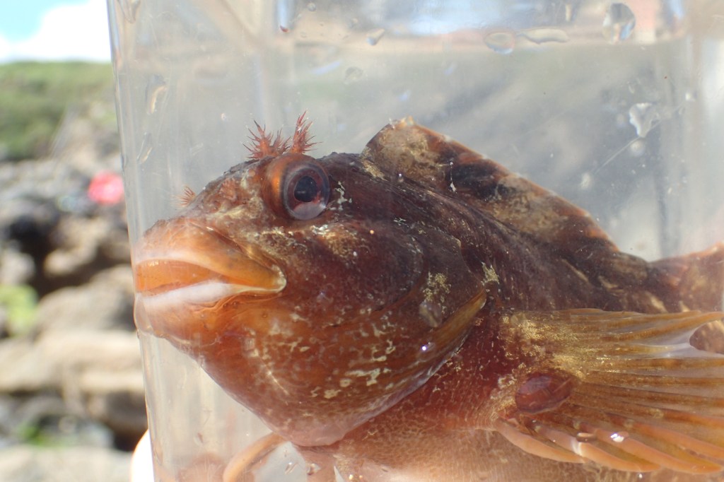 What Fish Have I Found? – Cornish Rock Pools