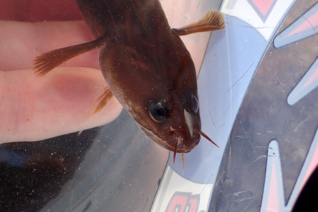 What Fish Have I Found? – Cornish Rock Pools