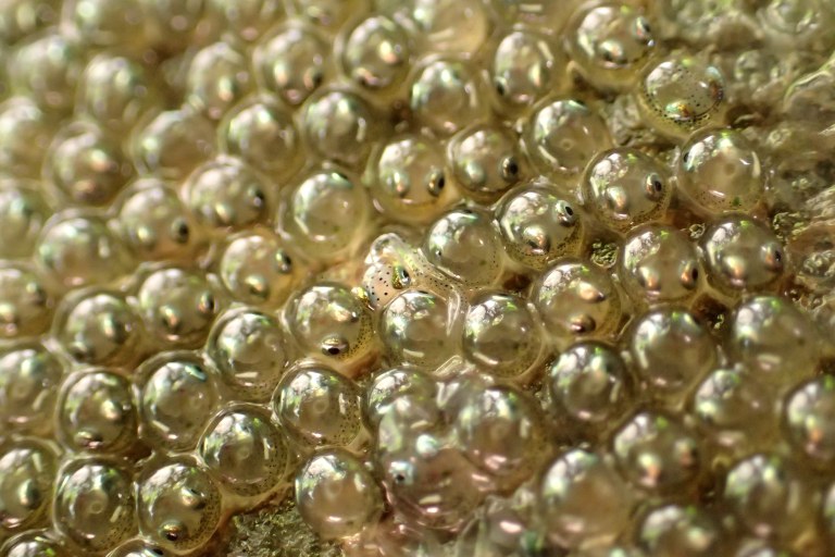 A predator among the fish eggs: Calma gobioophaga sea slug – Cornish ...