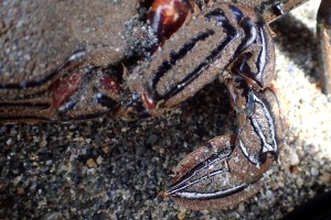 What crab species have I found? – Cornish Rock Pools