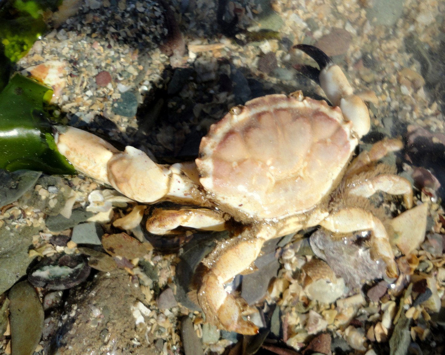 What crab species have I found? – Cornish Rock Pools