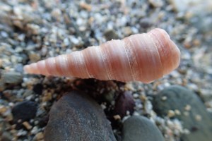 A Shell Collecting Bonanza on Looe Beach – Cornish Rock Pools