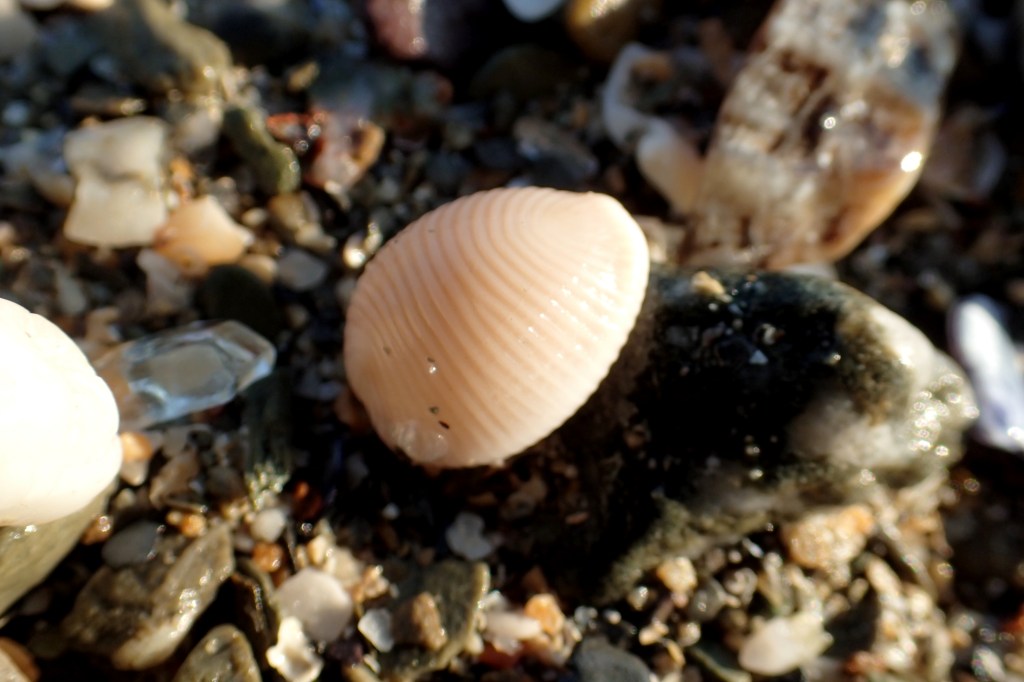A Shell Collecting Bonanza on Looe Beach – Cornish Rock Pools