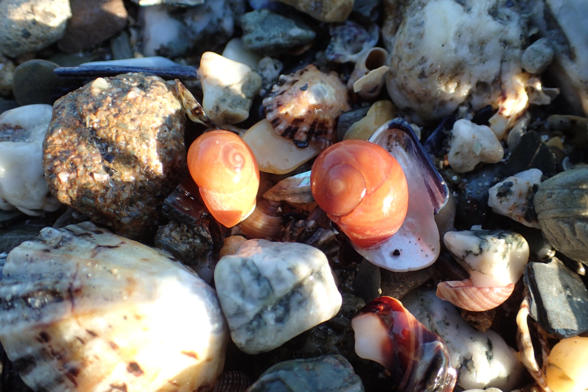 A Shell Collecting Bonanza on Looe Beach – Cornish Rock Pools