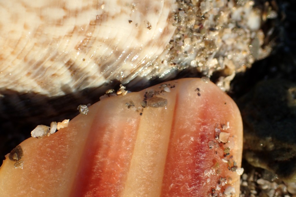 A Shell Collecting Bonanza on Looe Beach – Cornish Rock Pools