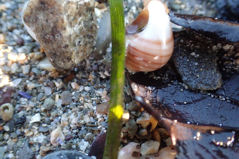 A Shell Collecting Bonanza on Looe Beach – Cornish Rock Pools