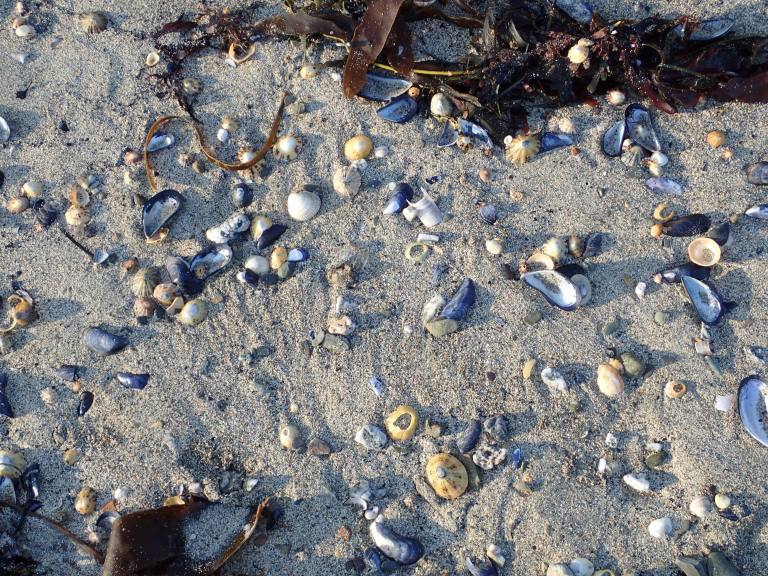 A Shell Collecting Bonanza on Looe Beach – Cornish Rock Pools