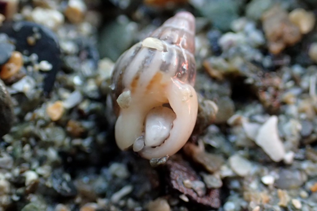A Shell Collecting Bonanza on Looe Beach – Cornish Rock Pools
