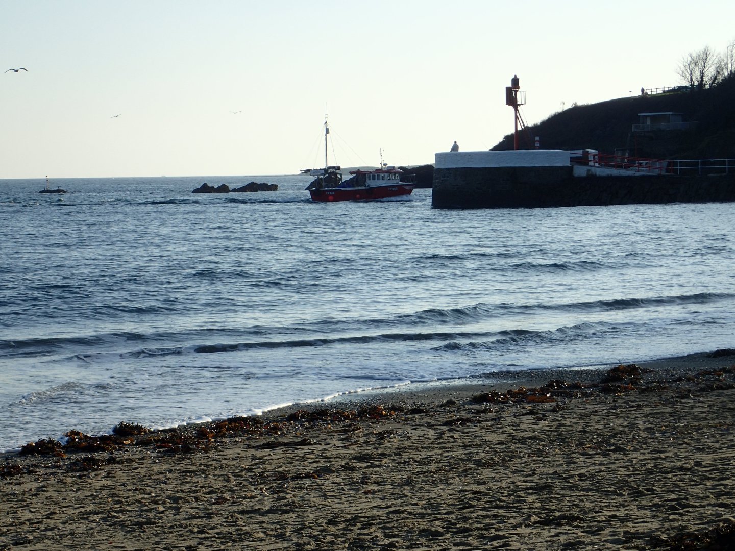 A Shell Collecting Bonanza on Looe Beach – Cornish Rock Pools