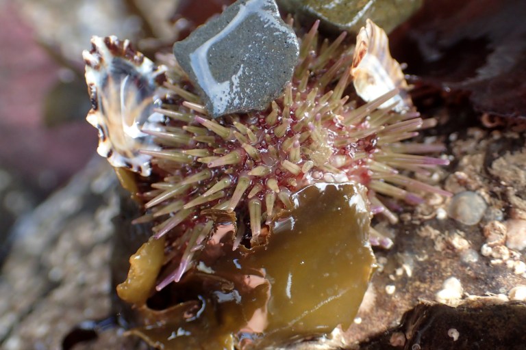 All-Weather Rock Pooling – Cornish Rock Pools
