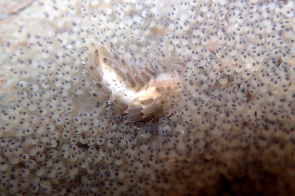 A predator among the fish eggs: Calma gobioophaga sea slug – Cornish ...